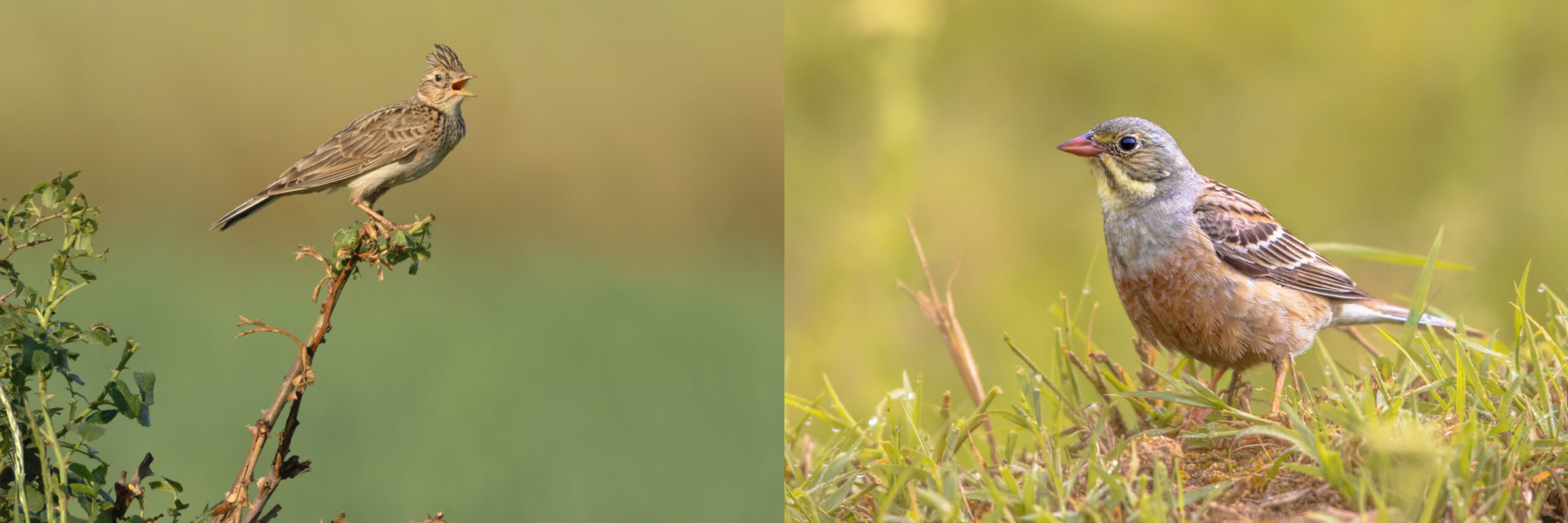 Henri Barthe & The Lark Mirror; with a Taste of Ortolan Bunting